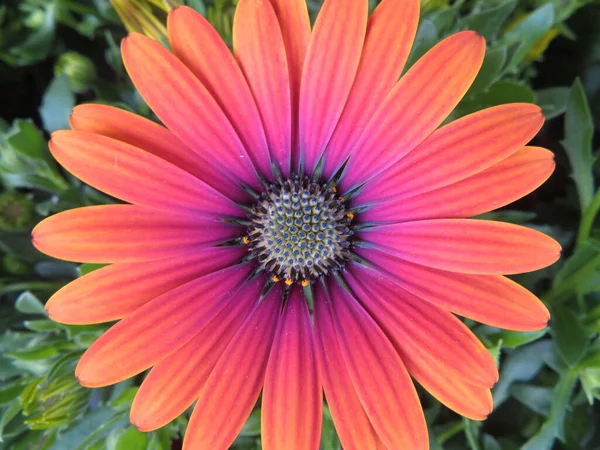 daisy flower red natural beauty wild petal colors - Stock Image ...