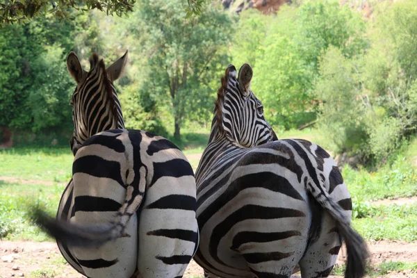 Pair animal Stock Photos, Royalty Free Pair animal Images | Depositphotos