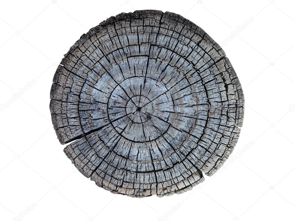 Cross section of tree trunk Stock Photo by ©bannerwega 52330669