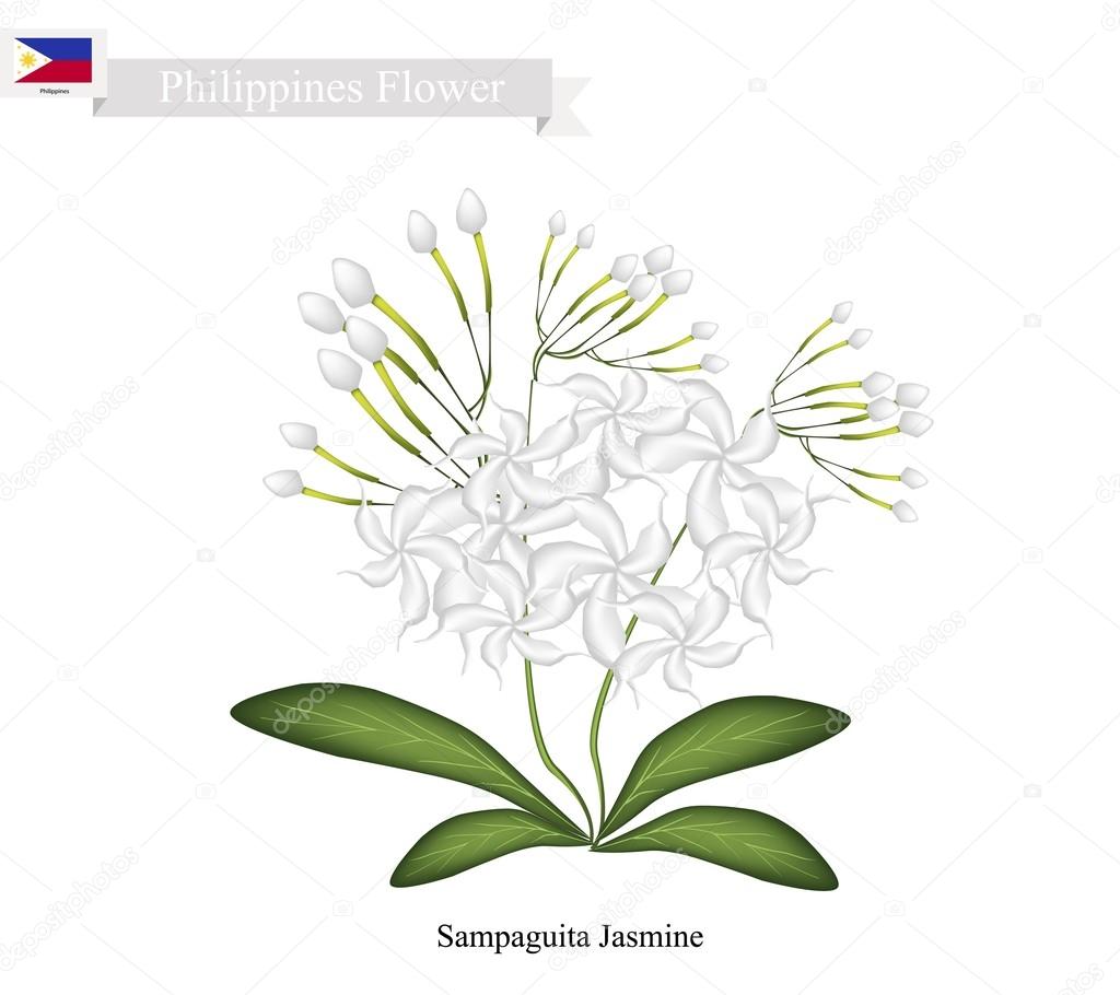 Philippine National Flower