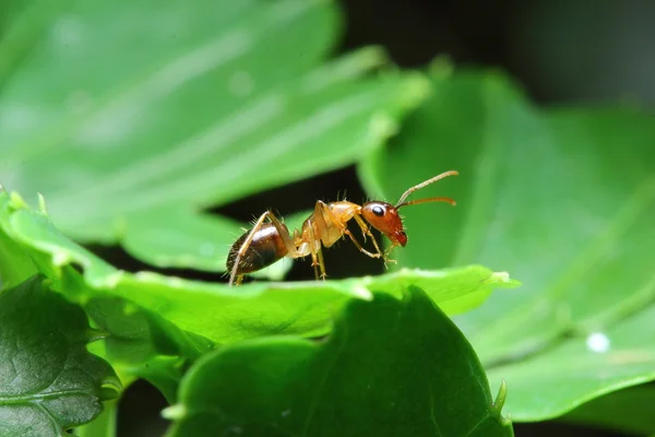 Big ant Stock Photos, Royalty Free Big ant Images | Depositphotos