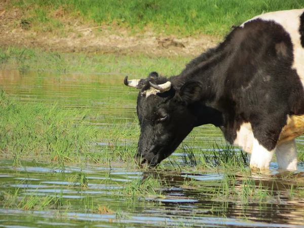 Bull Mounting Dairy Cow — Stock Photo © modfos #24227193