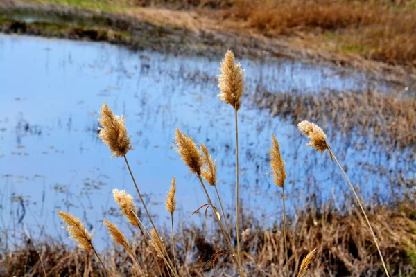 Ravenous Stock Photos, Royalty Free Ravenous Images | Depositphotos®