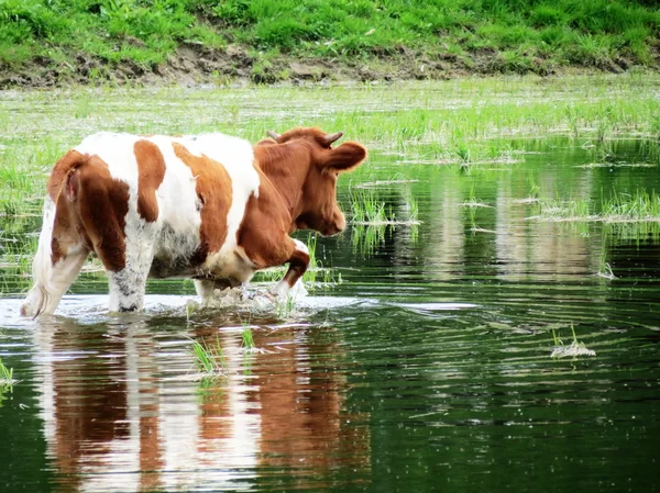 Home animals - Stock Image - Everypixel