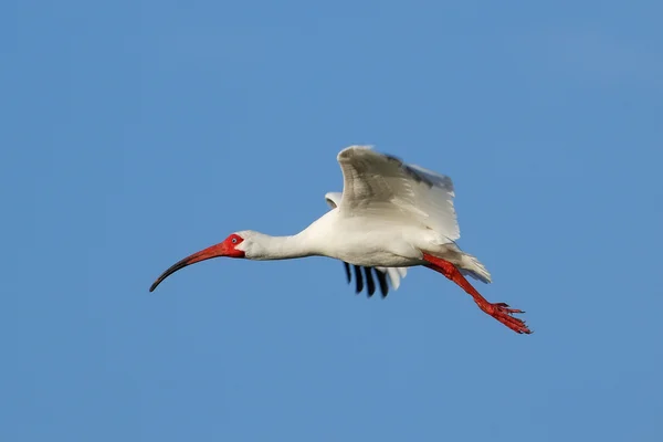 Flying ibis Stock Photos, Royalty Free Flying ibis Images | Depositphotos