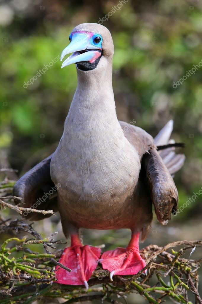 Booby de patas rojas en la isla Genovesa, Parque Nacional Galápagos, Ec ...