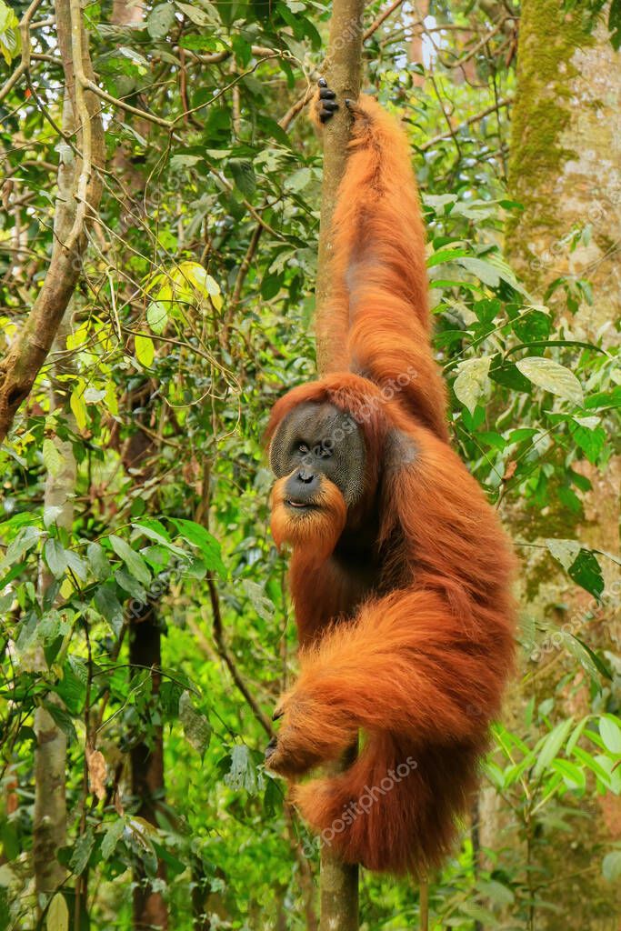 Orangután de Sumatra macho (Pongo abelii) colgado en árboles en el ...