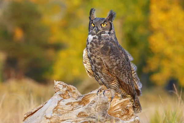 Great horned owl sitting on a stump - Stock Image - Everypixel