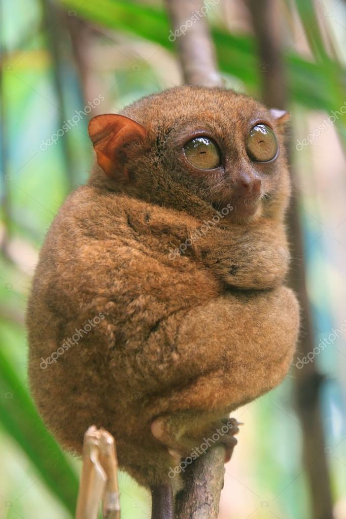 Tarsier sentado en un árbol, isla Bohol, Filipinas 2022