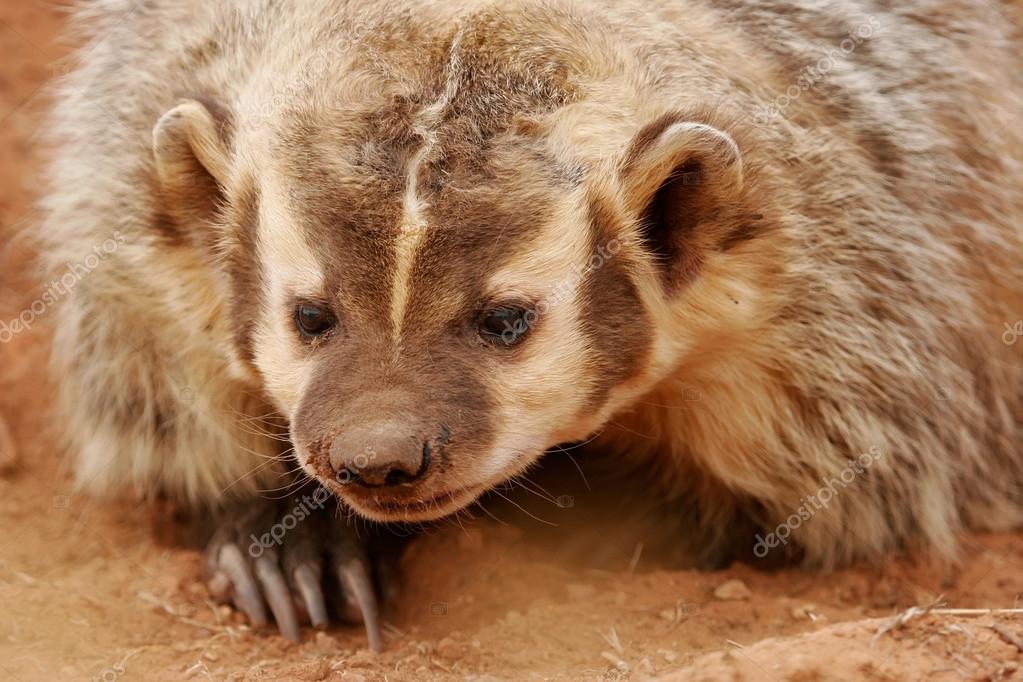 Tejón americano (Taxidea taxus ) — Foto de stock © DonyaNedomam #64954631