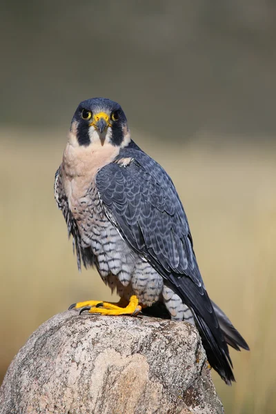 Peregrine Stock Photos, Royalty Free Peregrine Images | Depositphotos