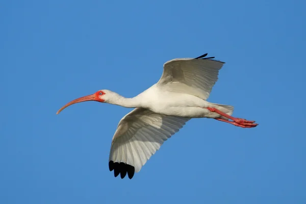 ᐈ Flying ibis stock photos, Royalty Free ibis in flight images ...