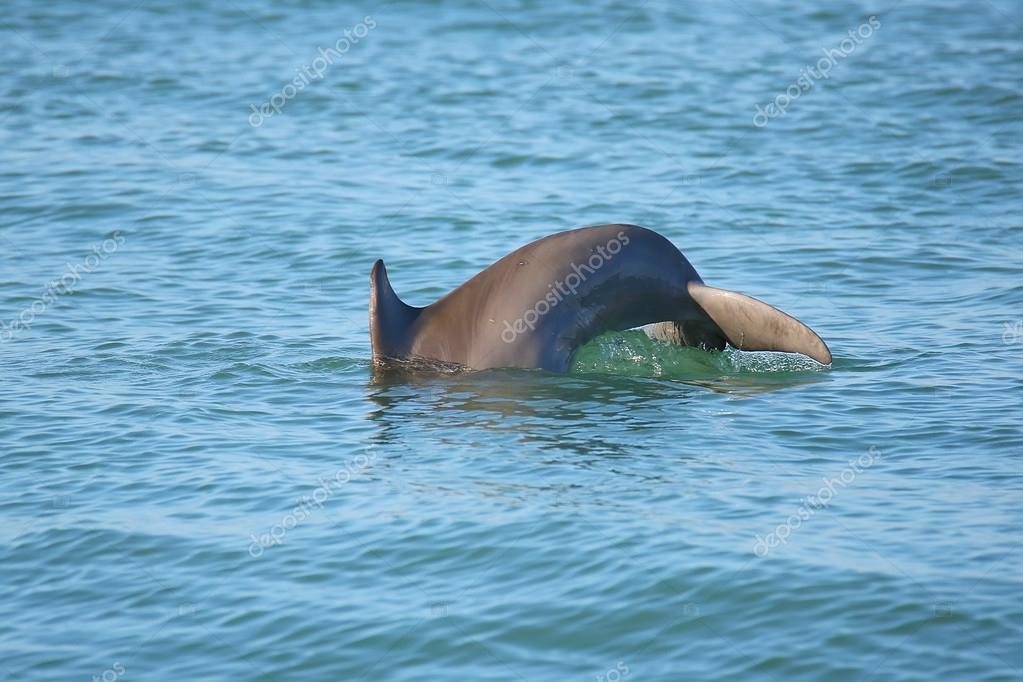 Tail of diving Common bottlenose dolphin — Stock Photo © DonyaNedomam ...