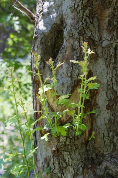 tree shoots on the trunk - Stock Image - Everypixel
