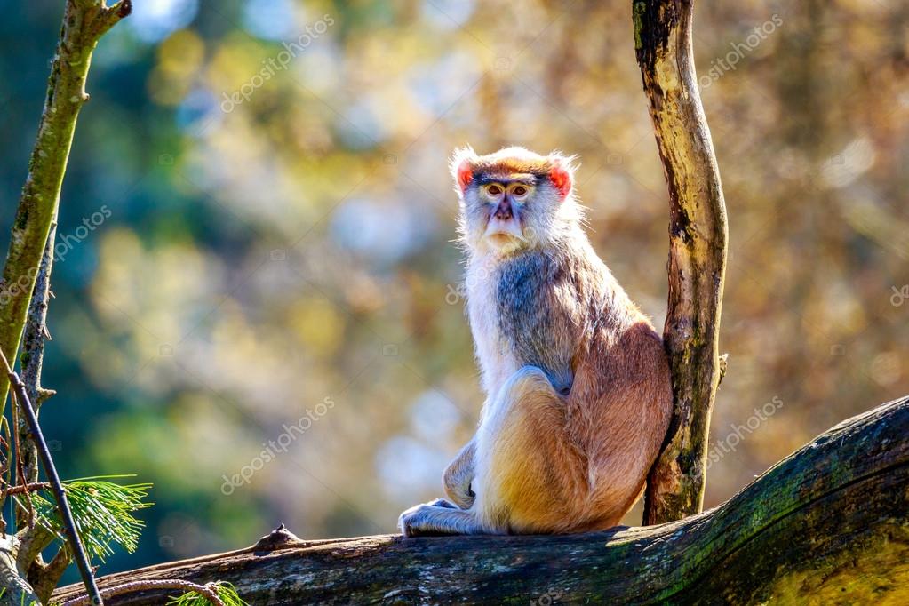 Patas Monkey on Tree Branch — Stock Photo © pngstudio #104692846