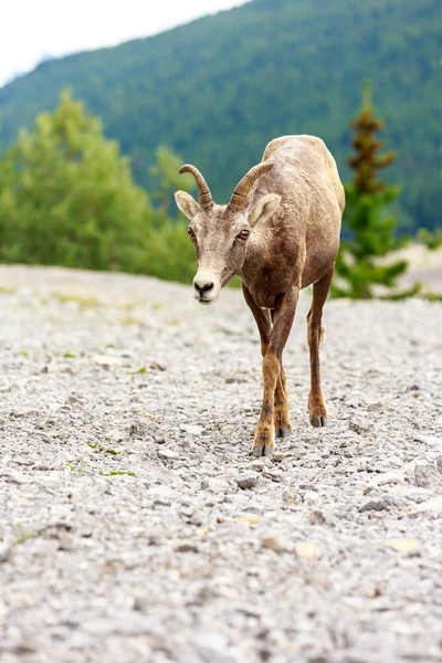 Canadian Mountain Goat - Stock Image - Everypixel