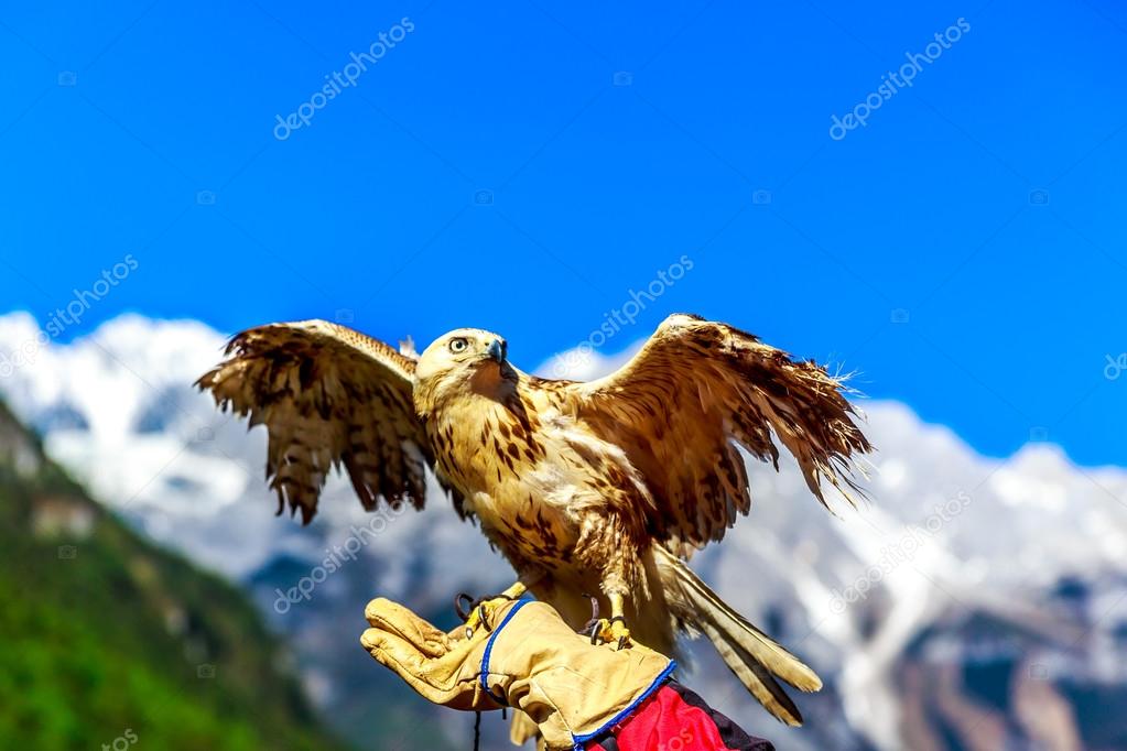Falcon at Yulong Snow Mountain — Stock Photo © pngstudio #64566077