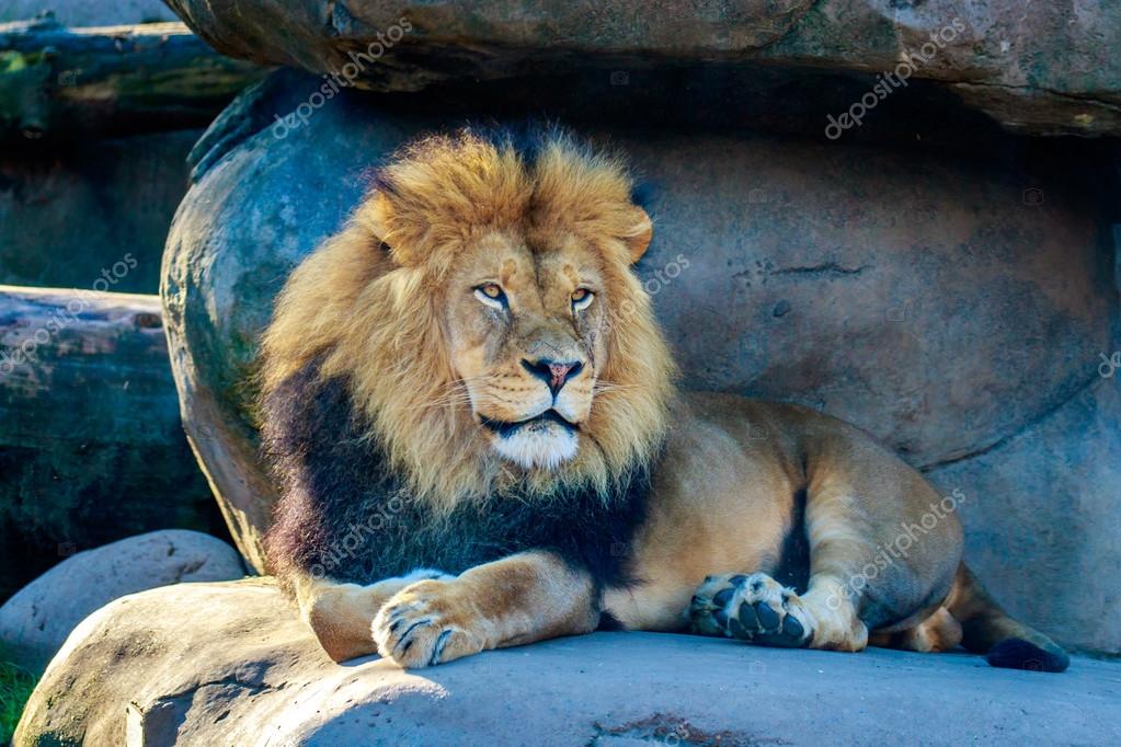 Mighty Male Lion Stock Photo by ©pngstudio 94923966