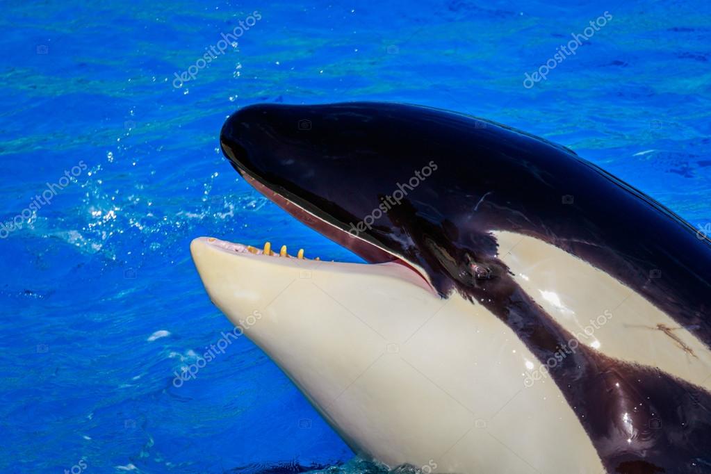 Killer Whale in water — Stock Editorial Photo © pngstudio #96386236