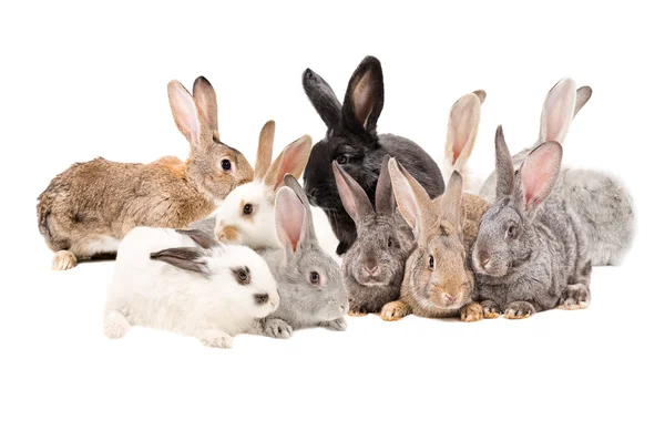 Group of rabbits in a row — Stock Photo © kalinovsky #5428193