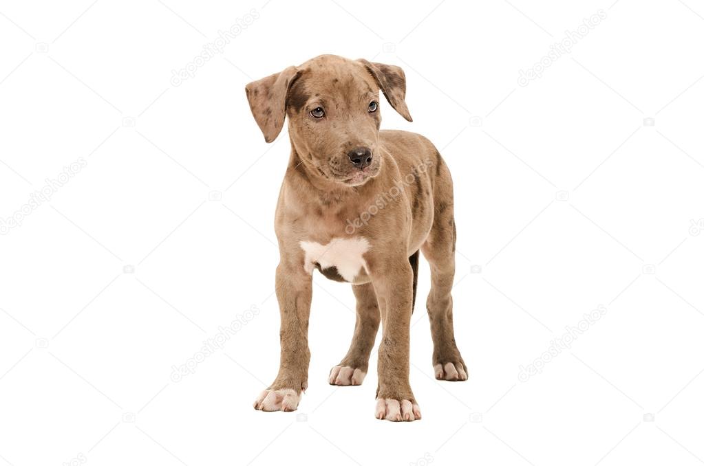 Pretty pit bull puppy — Stock Photo © Sonsedskaya #118679644