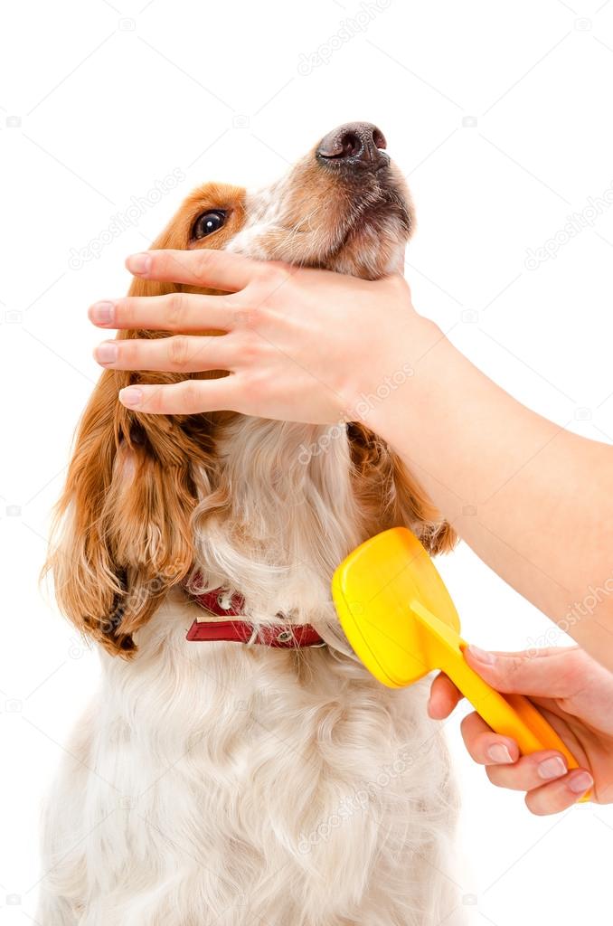 Combing dog breed Russian Spaniel Stock Photo by ©Sonsedskaya 63984907