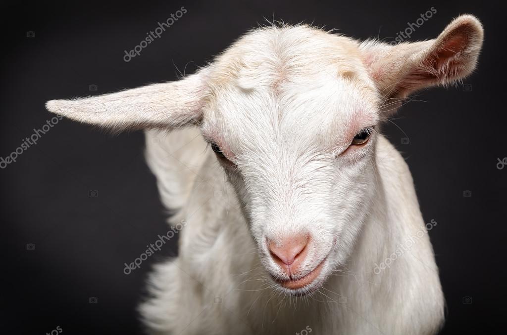 Portrait of a young white goat — Stock Photo © Sonsedskaya #69540995