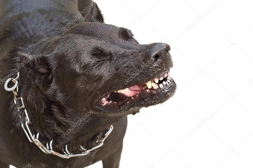 Portrait of a dog breed Staffordshire terrier angrily growling — Stock ...