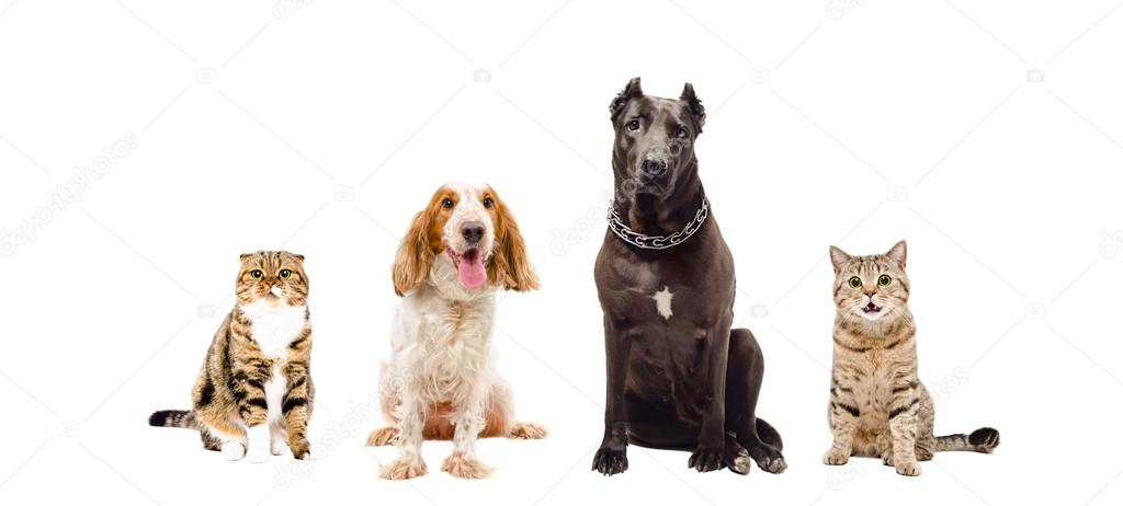 Group of cats and dogs sitting together — Stock Photo © Sonsedskaya ...