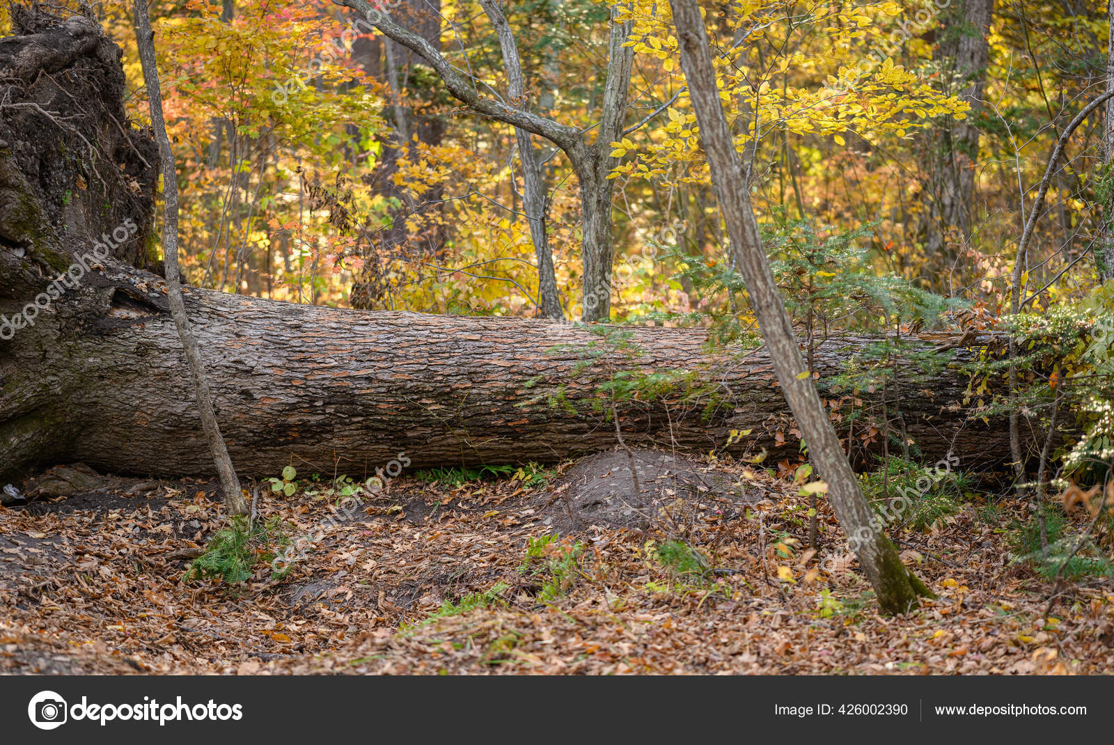 Broken Trees Broken Branches Storm Wind Autumn Forest Stock Photo by ...