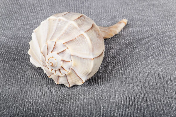 Wulk schelp Stock Photos, Royalty Free Wulk schelp Images | Depositphotos