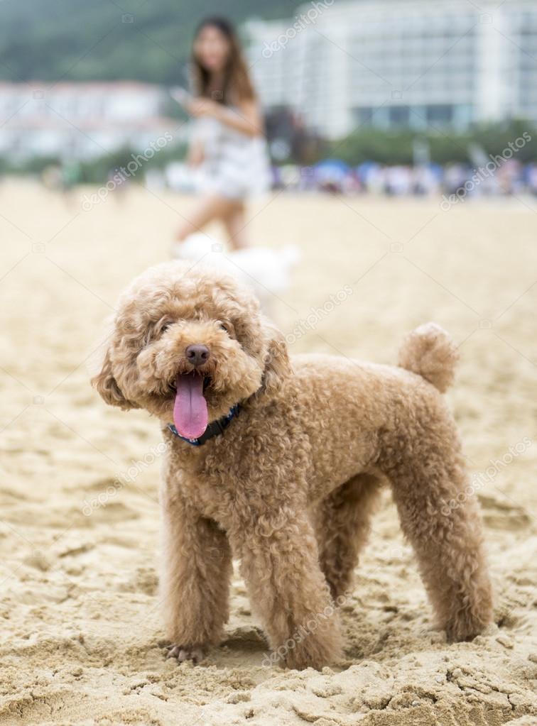 The poodle on the beach Stock Photo by ©chendongshan 112566812
