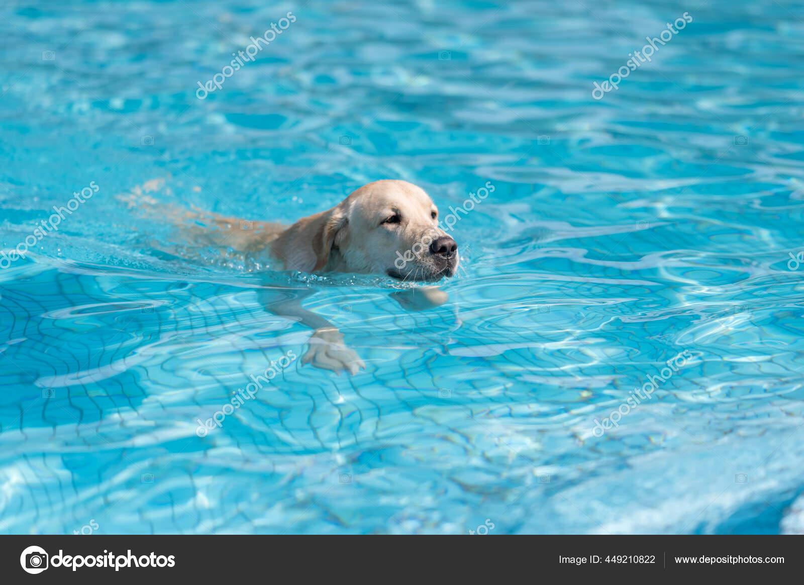Chocolate Lab Swimming