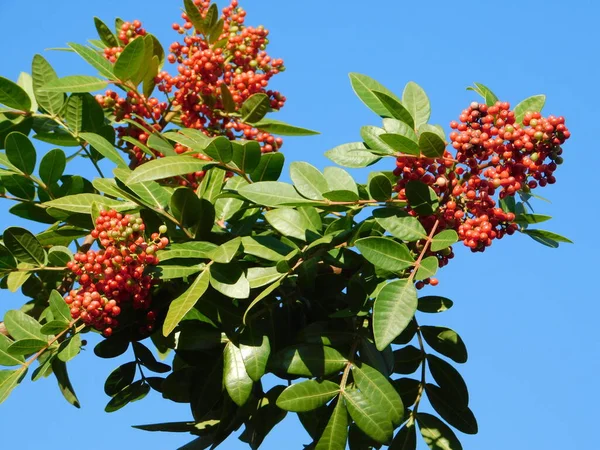 Mastic tree Pictures, Mastic tree Stock Photos & Images | Depositphotos®