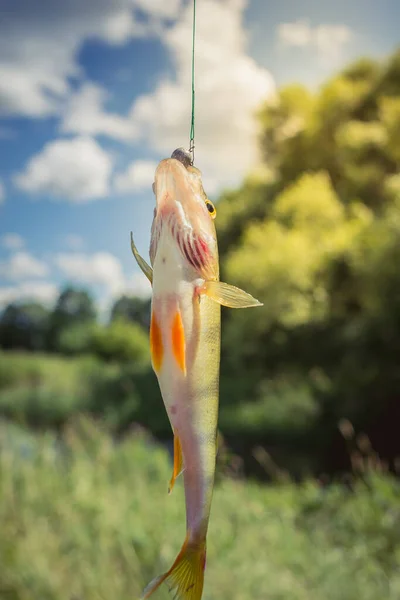 Visser vangen door net Stock Photos, Royalty Free Visser vangen door ...