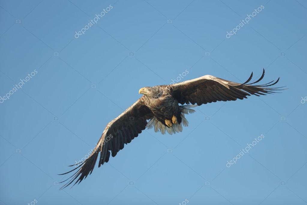 White-tailed Eagle in Flight — Stock Photo © Andy_Astbury #105221032