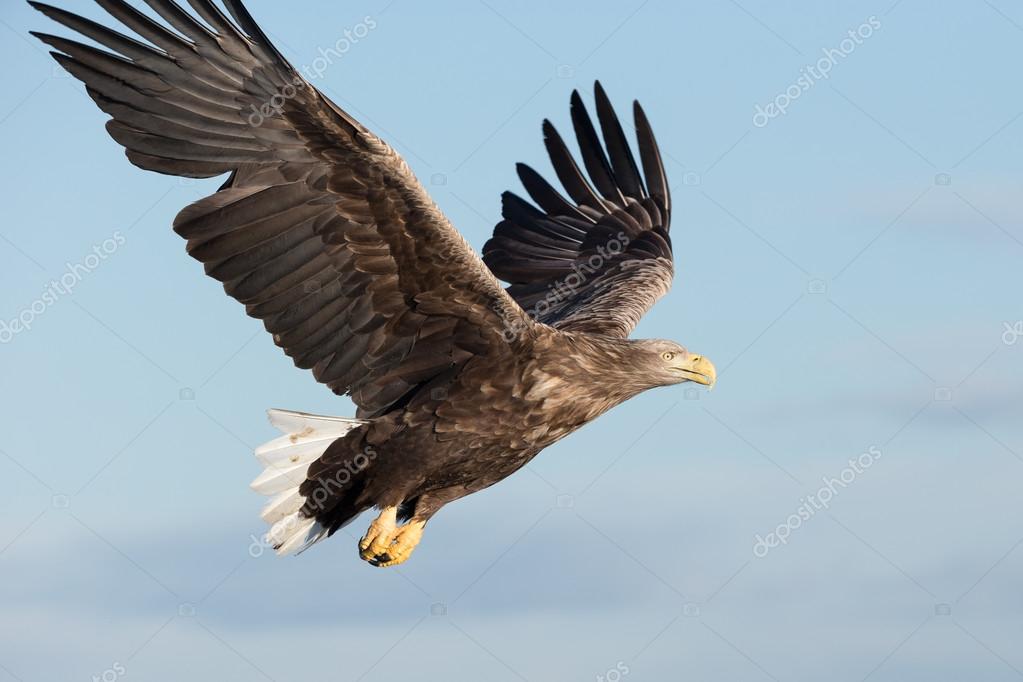 White-tailed Eagle in flight. — Stock Photo © Andy_Astbury #72389429