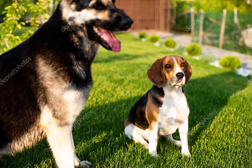Beagle perro y pastor de Europa del Este perro jugando en la hierba del ...