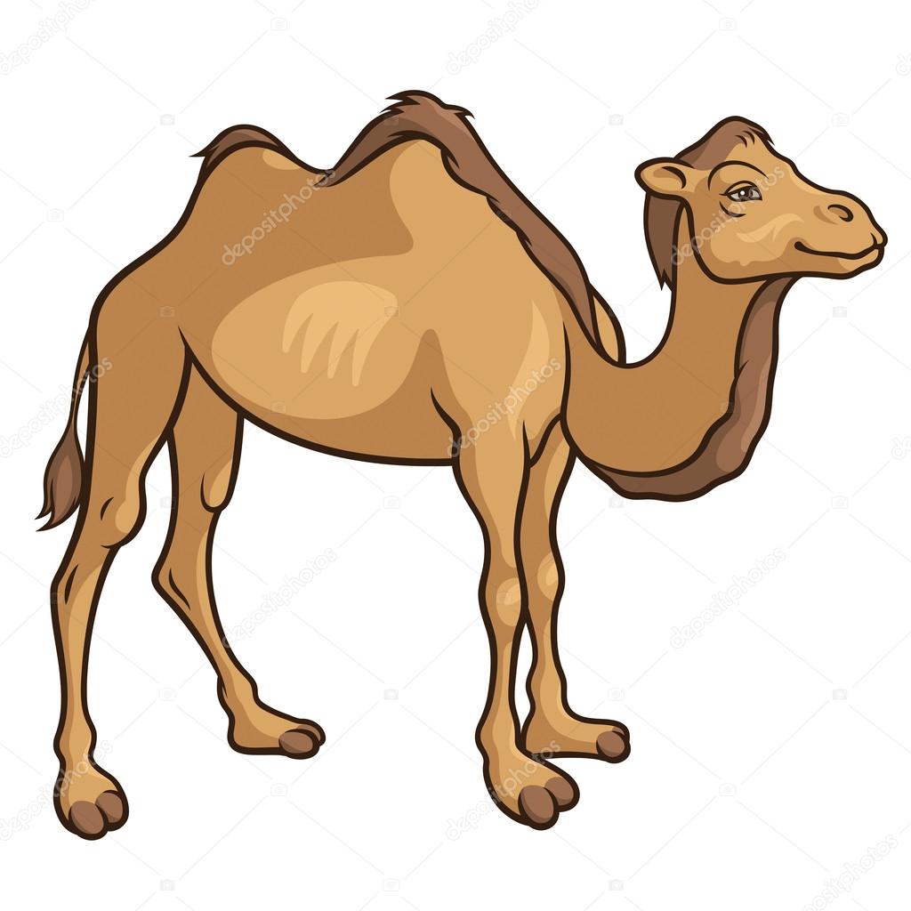 Velbloud obrázky