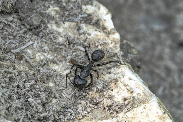 Ant pulling rock Stock Photos, Royalty Free Ant pulling rock Images ...