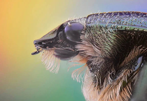 Feather microscope Images - Search Images on Everypixel