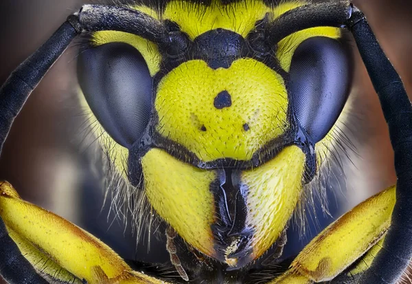 Wasp Up Close Face