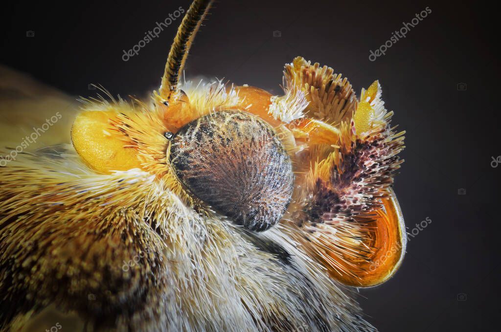 Insectos fotografiados con un objetivo de microscopio utilizando la ...
