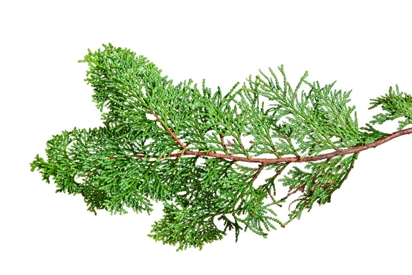 Cedar tree silhouette Stock Photos, Royalty Free Cedar tree silhouette ...