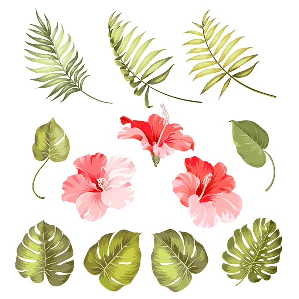Tropical Flower Vector Images | Best Flower Site