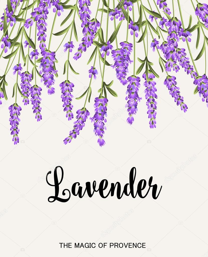 Lavender sign label. Stock Vector Image by ©Kotkoa #95122982