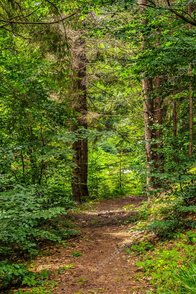 Narrow forest path in a coniferous forest Stock Photo by ©pellinni ...