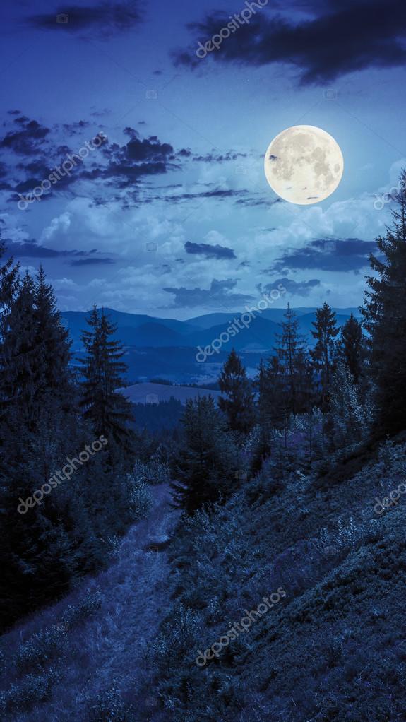 Night walks in mountain forest under moon light — Stock Photo ...
