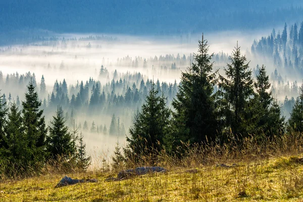 Romanian forest Stock Photos, Royalty Free Romanian forest Images ...