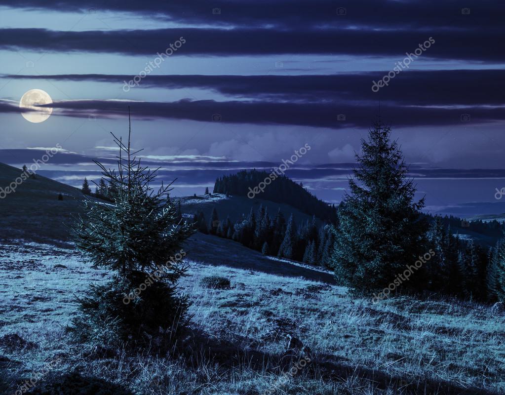 Conifer forest in mountains at night — Stock Photo © pellinni #86866264